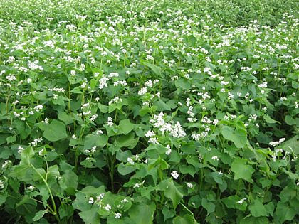 Pohánka TopRecepty.cz - TopRecepty.cz