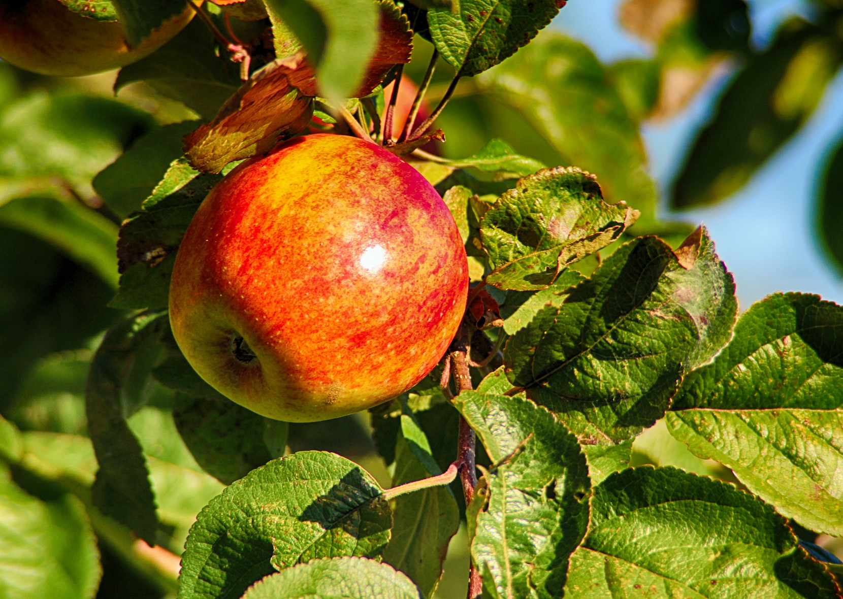 Jablko a jeho prospěšnost pro lidský organismus - TopRecepty.cz